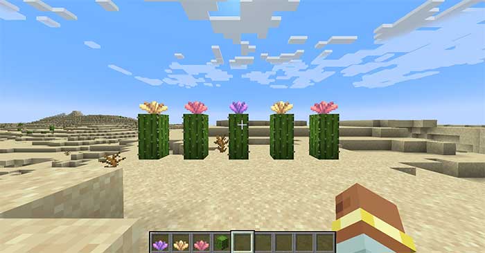 Minecraft: Tất cả những gì game thủ cần biết về Cactus Flowers